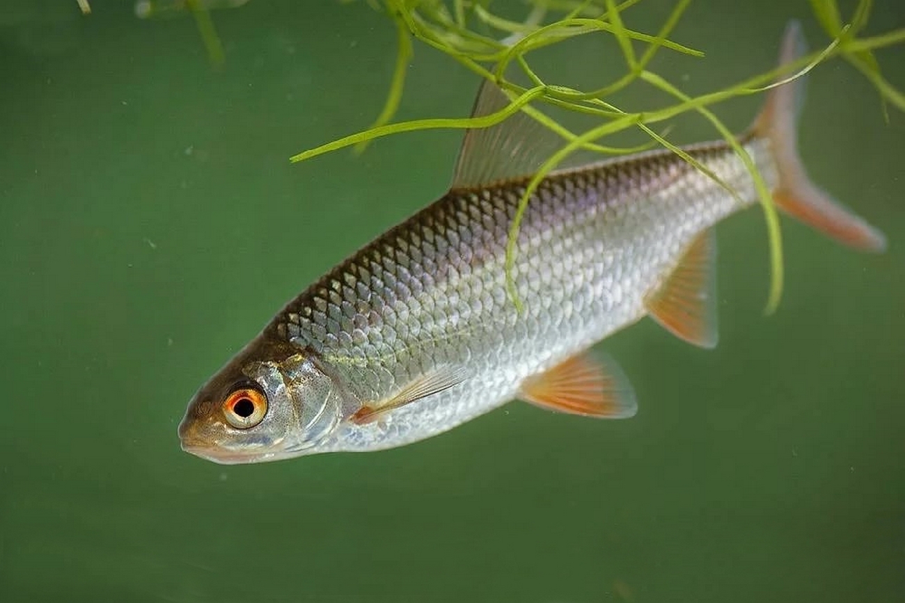 Rutilus rutilus (Linnaeus, 1758)